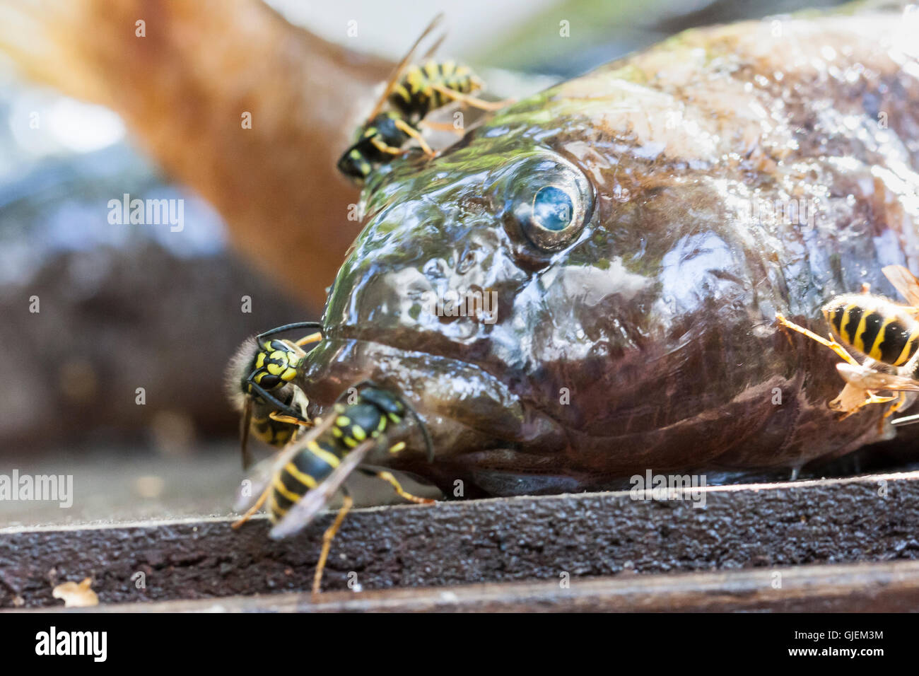Closeup of a hornet tasting a fresh fish Stock Photo - Alamy