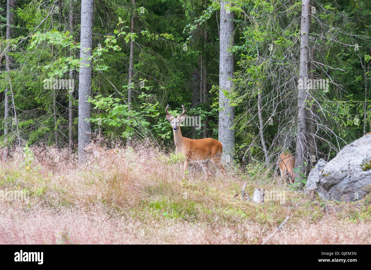White tailed deer in forest hi-res stock photography and images - Alamy