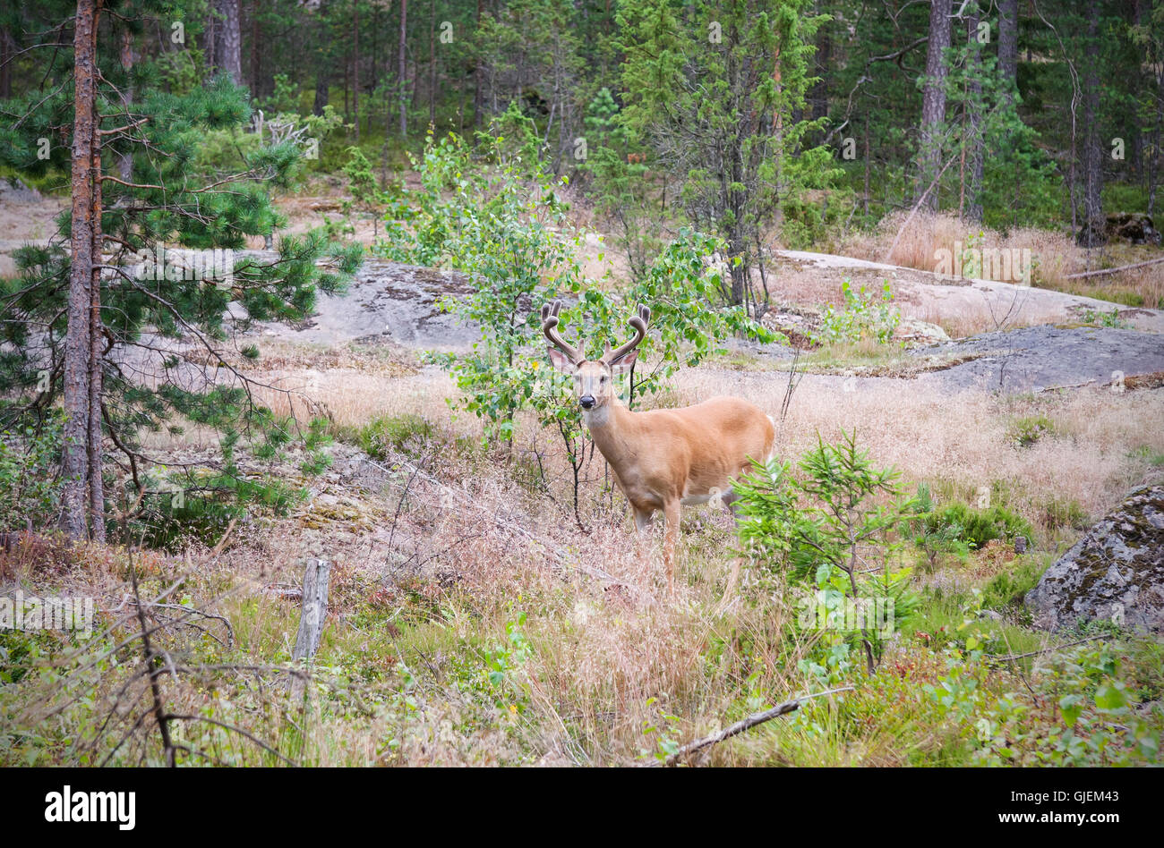 White wildlife wild animal wild hi-res stock photography and images - Alamy
