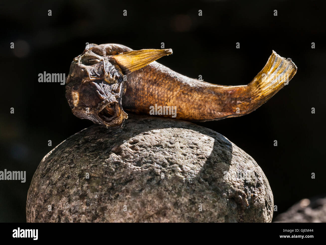 Scale a fish hi-res stock photography and images - Alamy