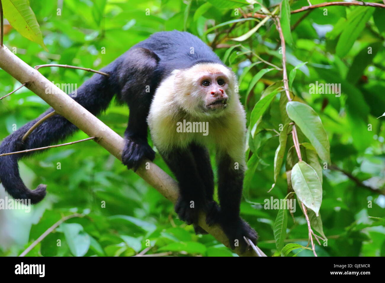 White Faced Capuchin Monkey Stock Photo - Alamy