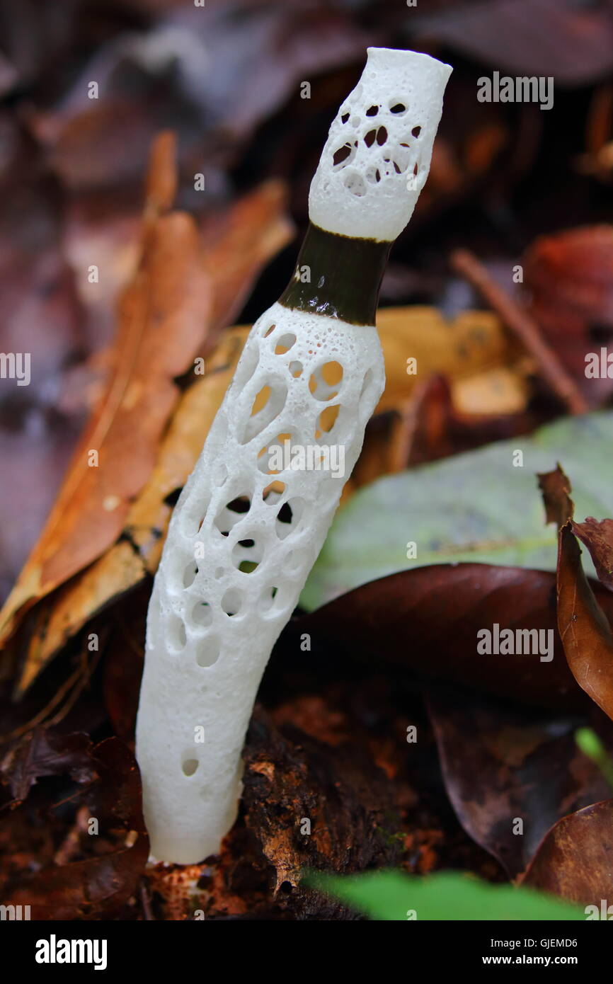 Stinkhorn fungus hi-res stock photography and images - Alamy
