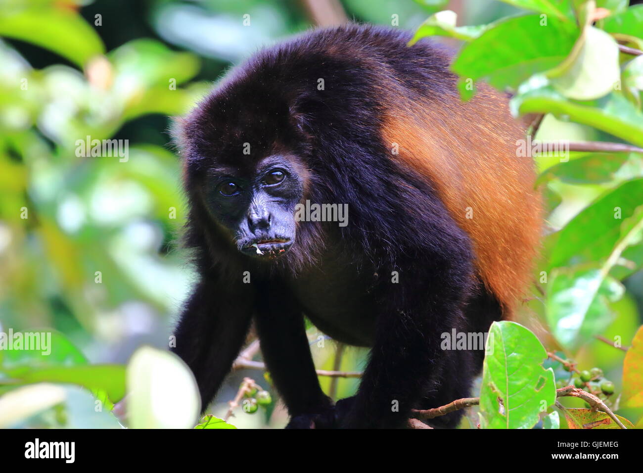Monkies High Resolution Stock Photography and Images - Alamy