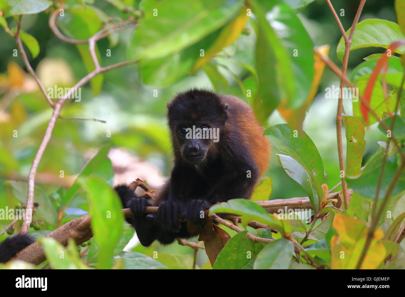 Central american howler hi-res stock photography and images - Alamy