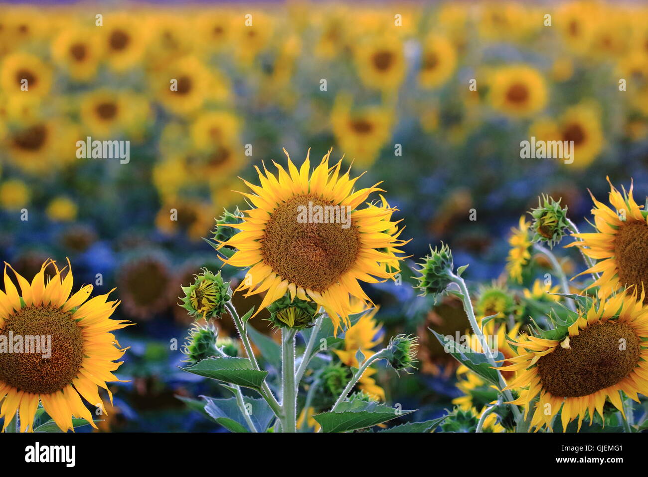 Rows of sunflowers hi-res stock photography and images - Alamy