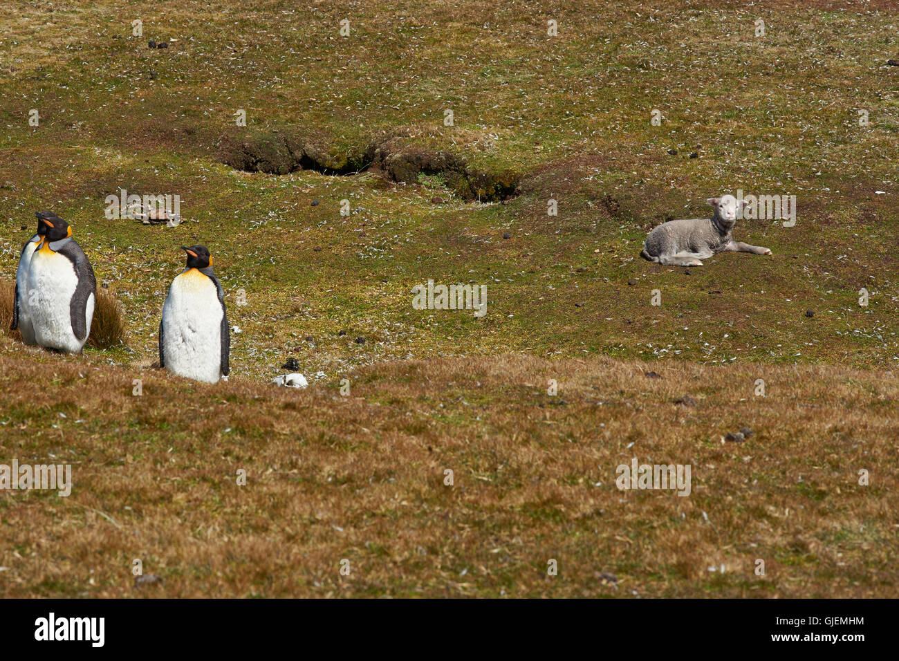 Falkland islands penguins sheep hi-res stock photography and images - Alamy