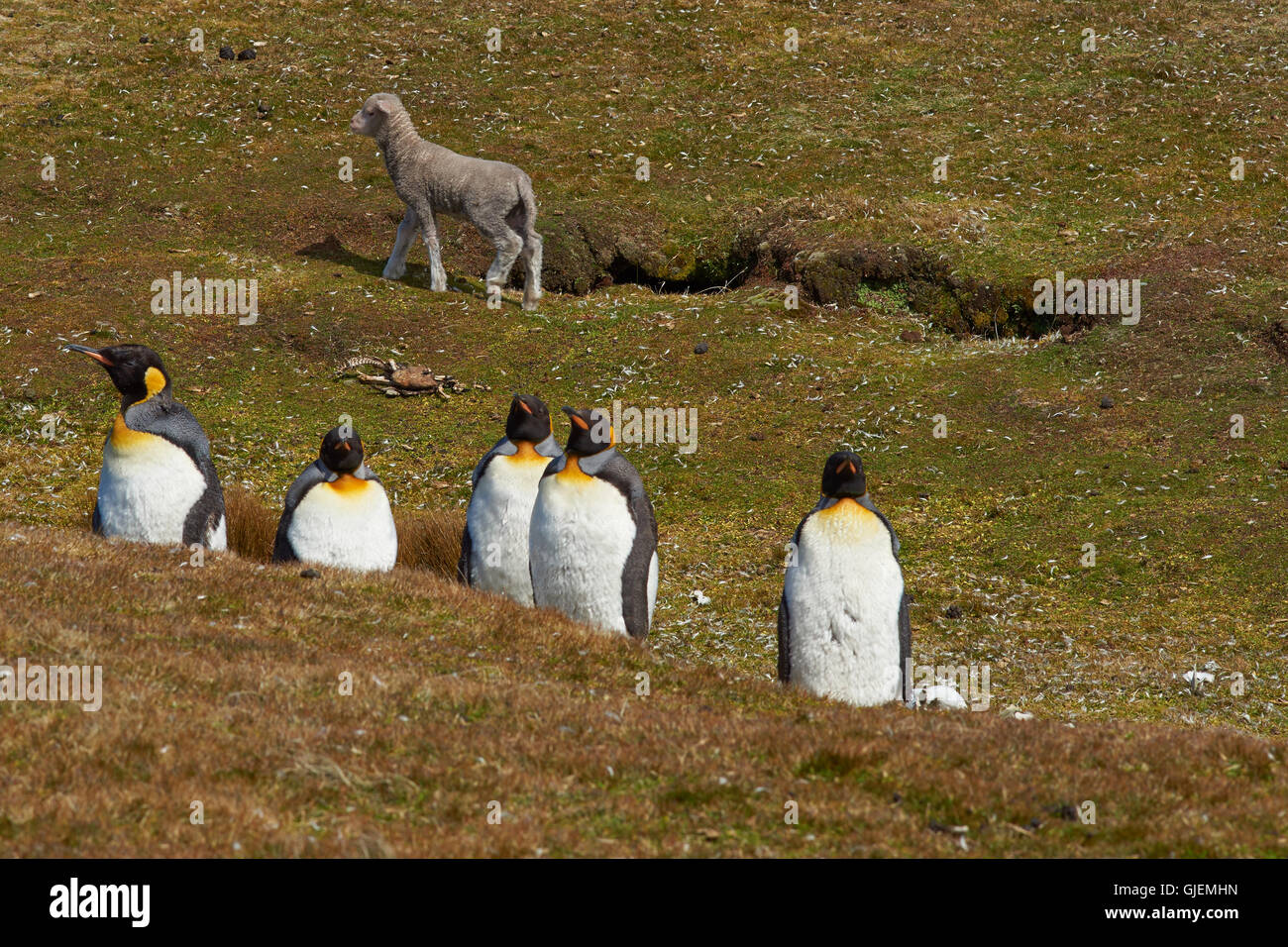 Falkland islands penguins sheep hi-res stock photography and images - Alamy