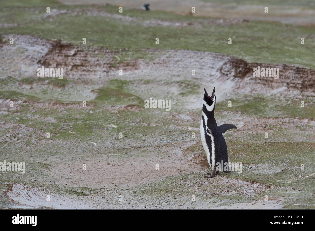The braying penguin hi-res stock photography and images - Alamy