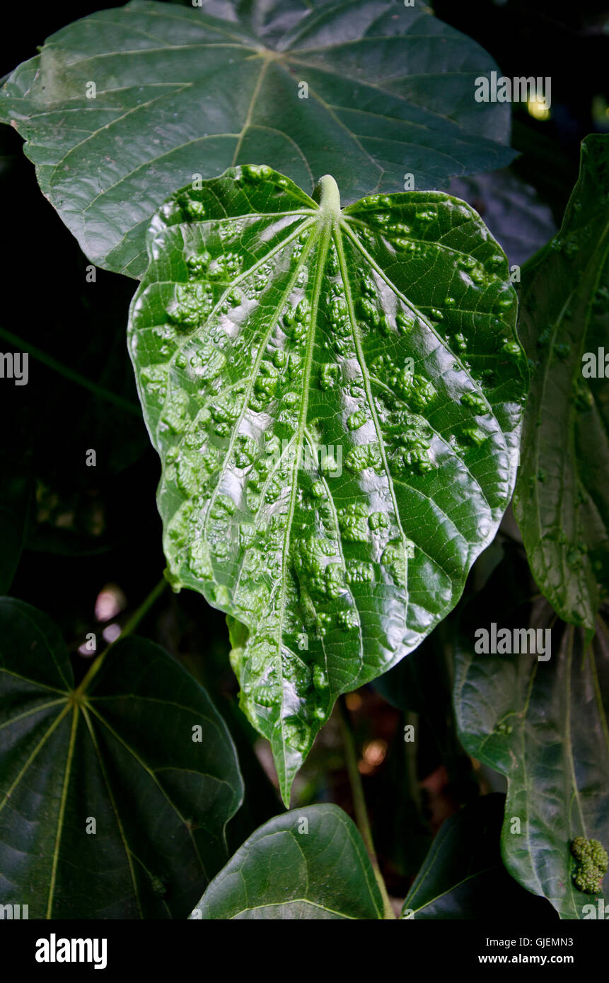 Green bright leaf close-up Stock Photo - Alamy