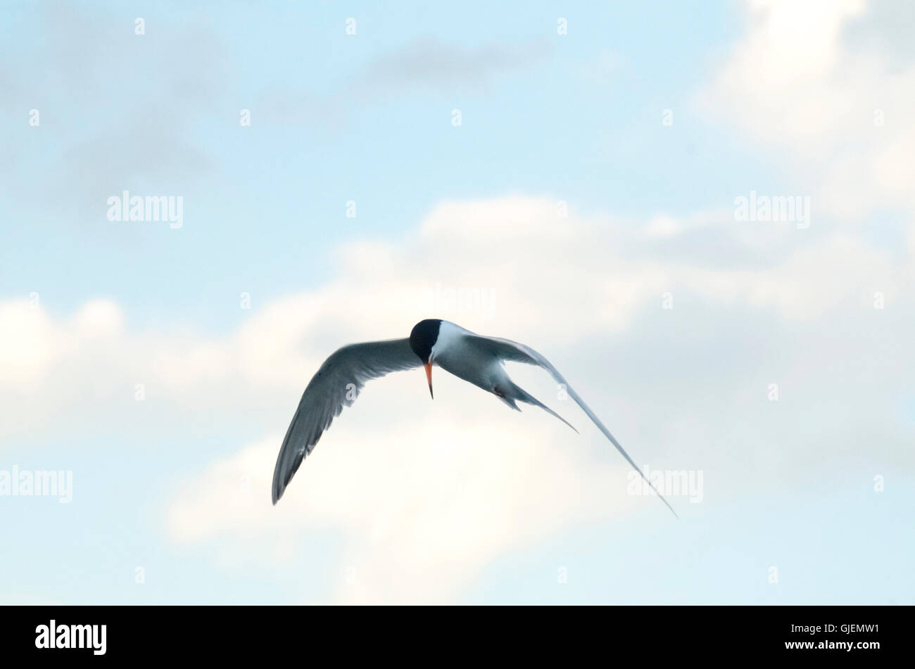 Tern hovering hi-res stock photography and images - Alamy