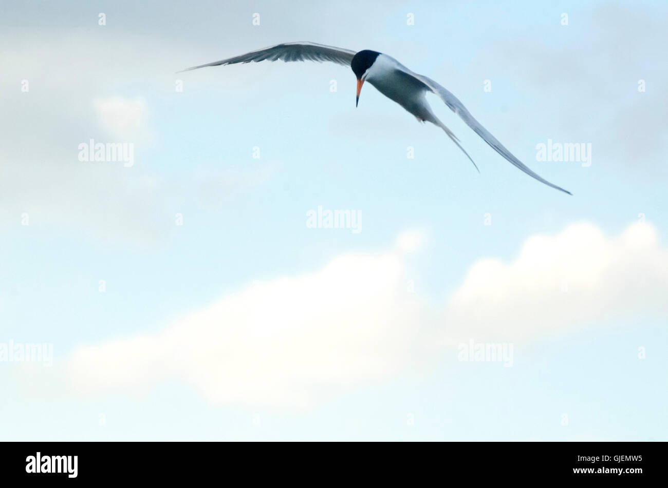 Tern hovering hi-res stock photography and images - Alamy