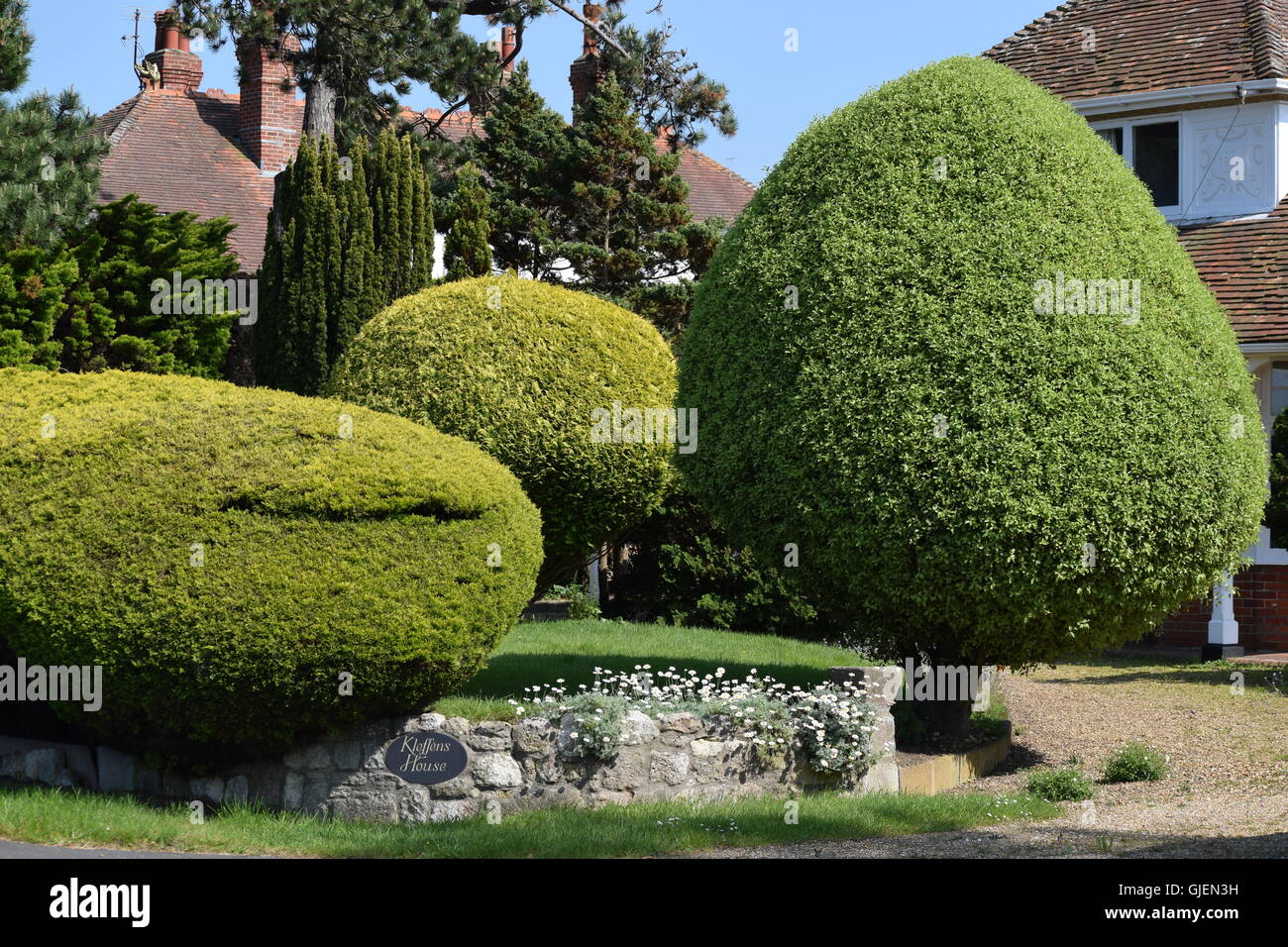 Three Hedges Behind a Brick Wall Stock Photo - Alamy