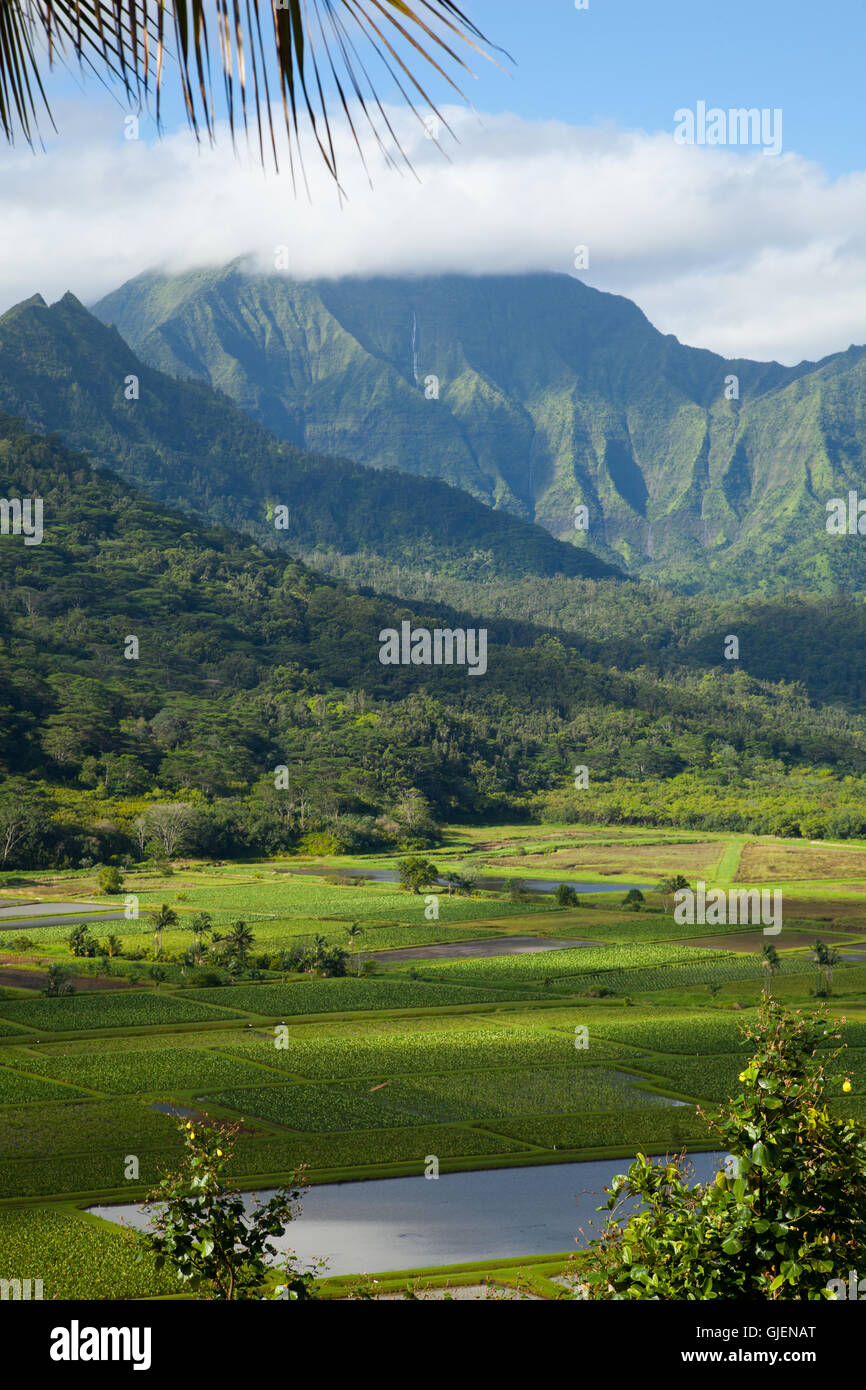 Scenic view of a taro field near Hanalei Bay on Kauai, Hawaii, USA ...