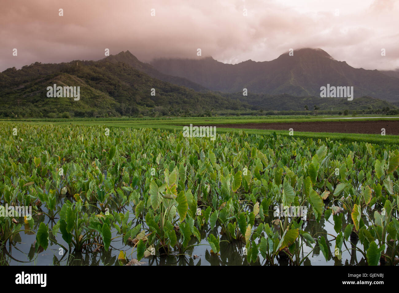 Poi hawaii hi-res stock photography and images - Alamy