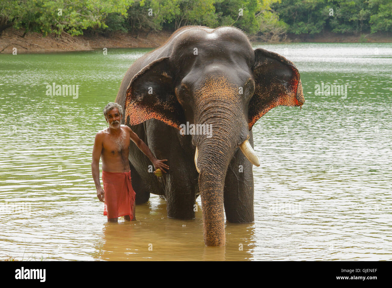 Mahout tusker elephant hi-res stock photography and images - Alamy