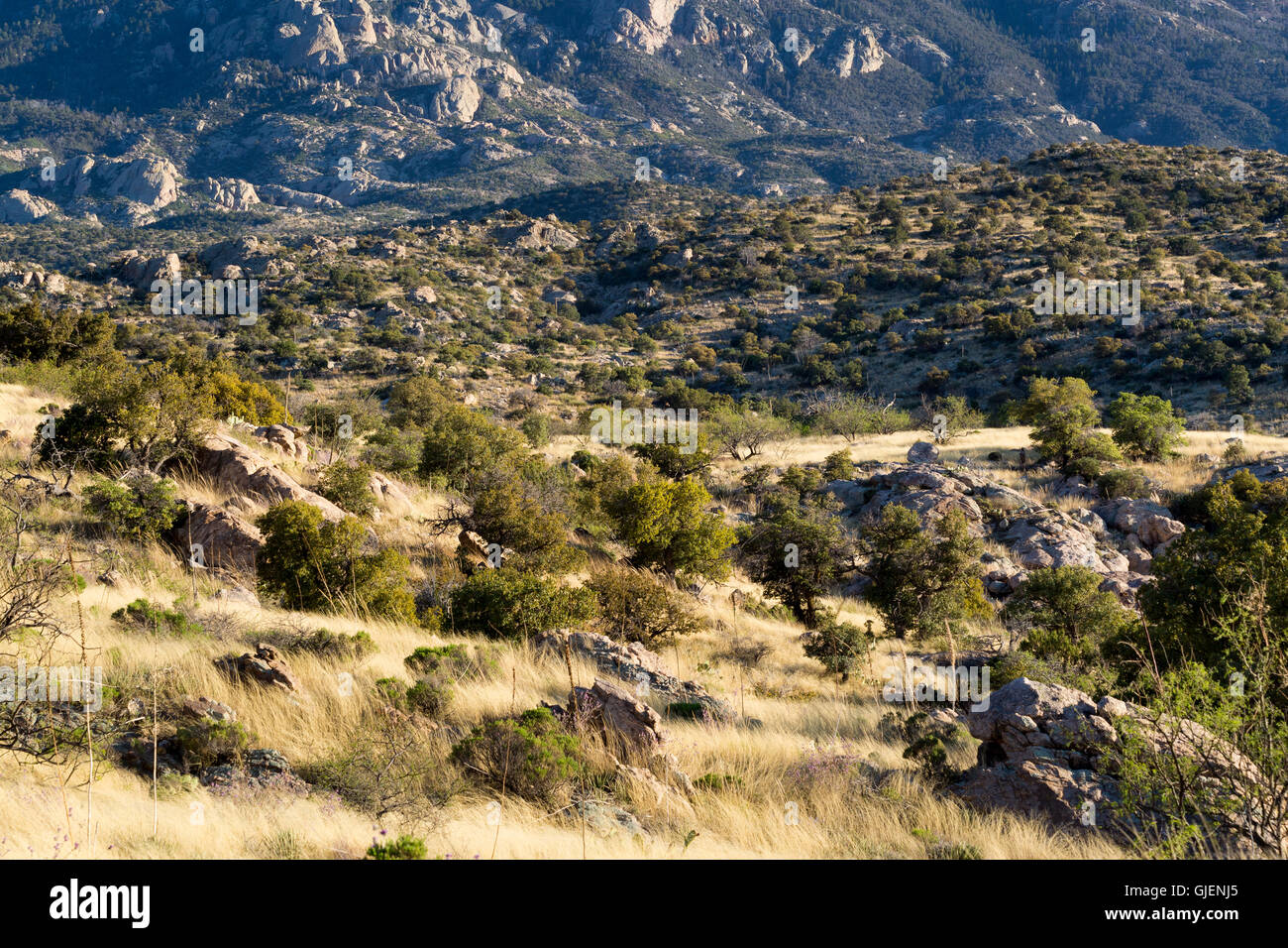 Mica Mountain rising up out of the Sonoran Desert grassland floor ...