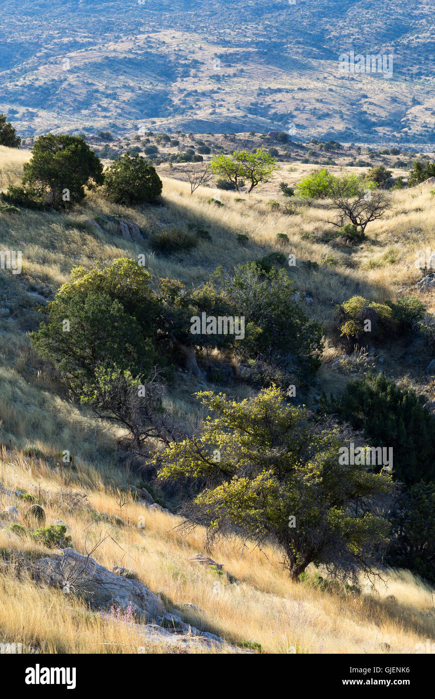 High desert grassland hills below the Santa Catalina Mountains along ...