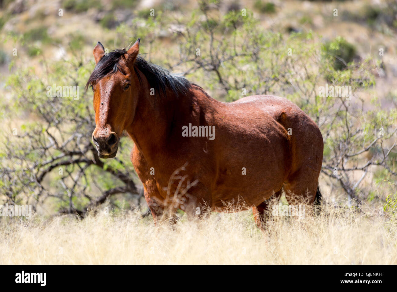 A mustang standing in high desert grasslands in the foothills of the ...