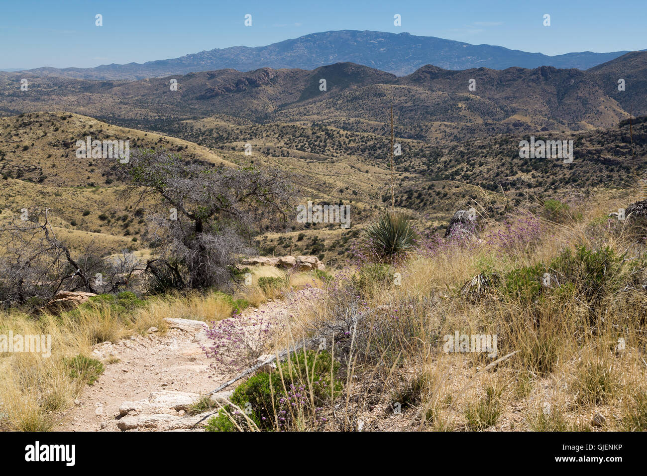 The Arizona Trail descending Santa Catalina Mountain foothills toward ...