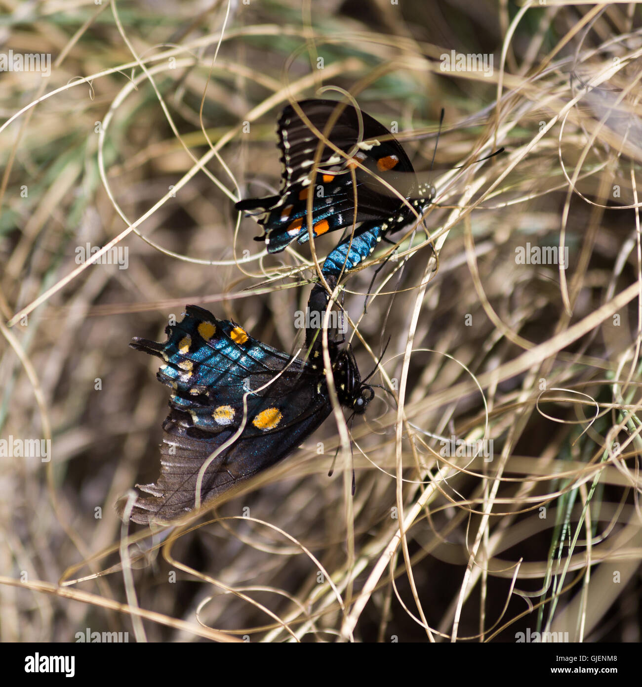 Mating pipevine swallowtail butterflies hi-res stock photography and ... Mating pipevine swallowtail butterflies hi-res stock photography and ...