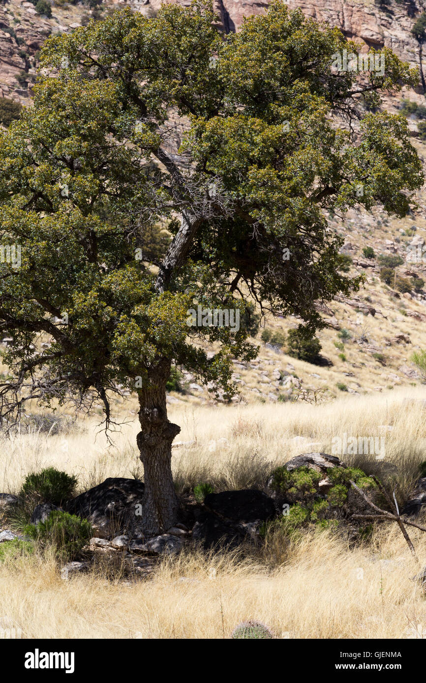 Arizona oak tree hi-res stock photography and images - Alamy