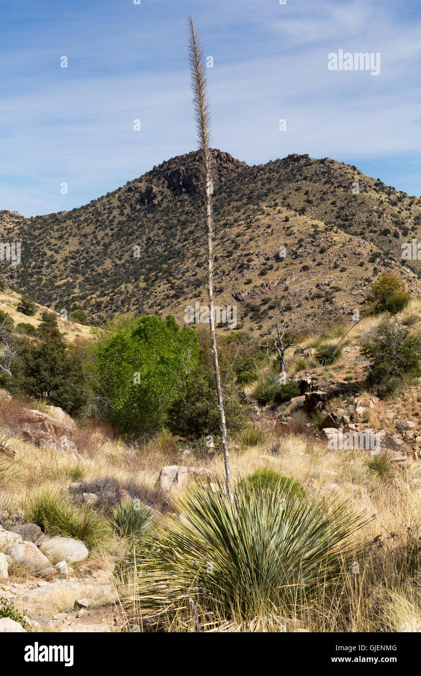 A narrowleaf yucca stalk above the Molino Basin of the Santa Catalina ...