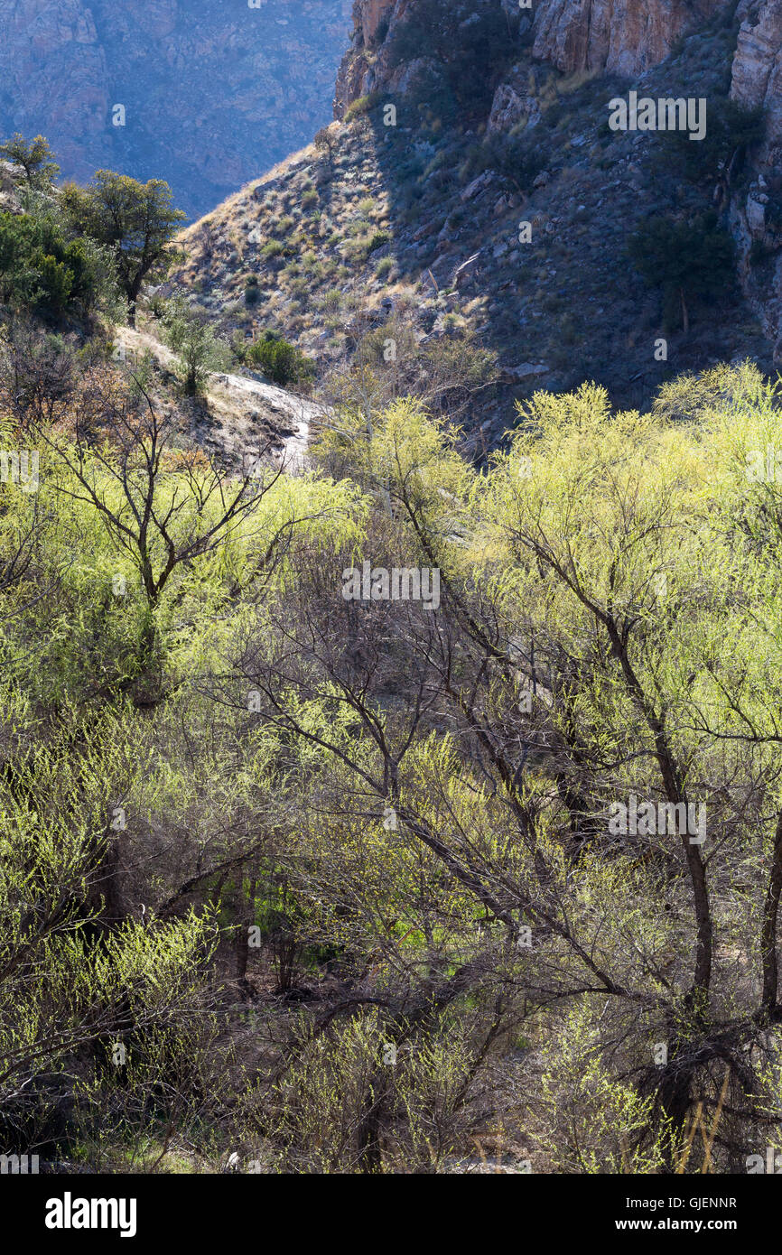 Sycamore section hi-res stock photography and images - Alamy