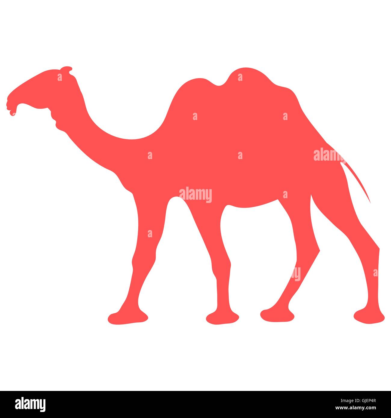 Camel Vector Vectors Stock Photos & Camel Vector Vectors Stock Images ...