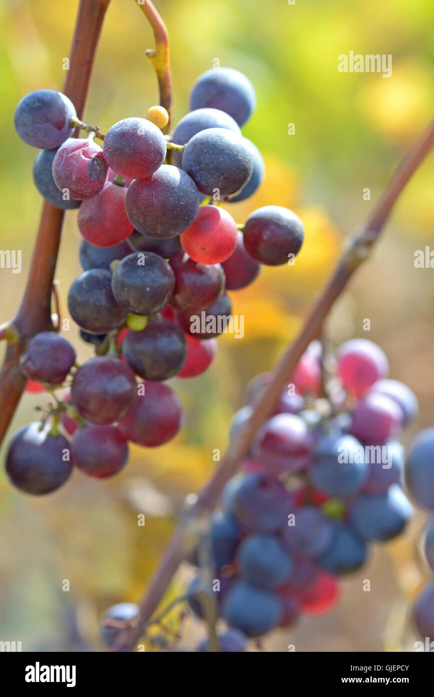 ripe red grape in vineyard Stock Photo - Alamy