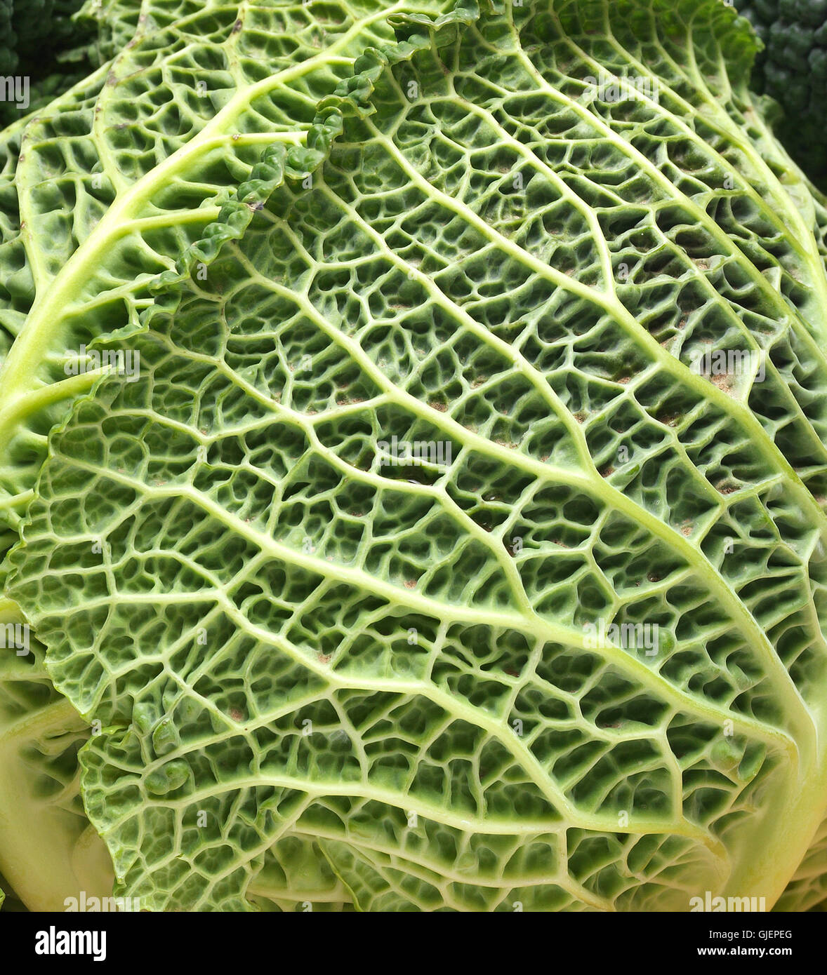 Cabbage detail hi-res stock photography and images - Alamy