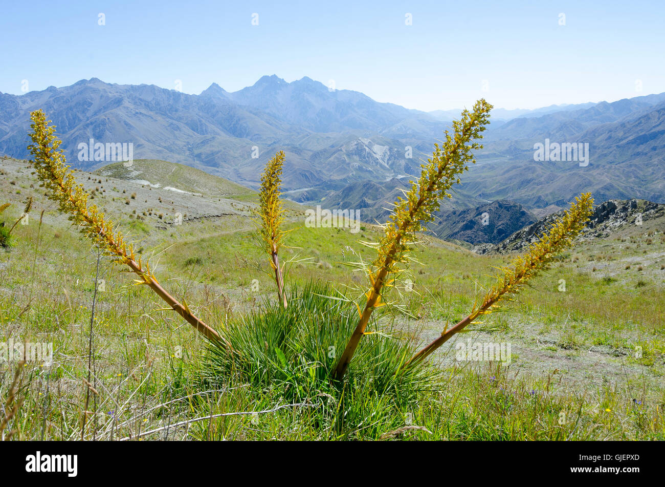 Wild Spaniard grass, Muzzle Station, Clarence River, South Island, New ...