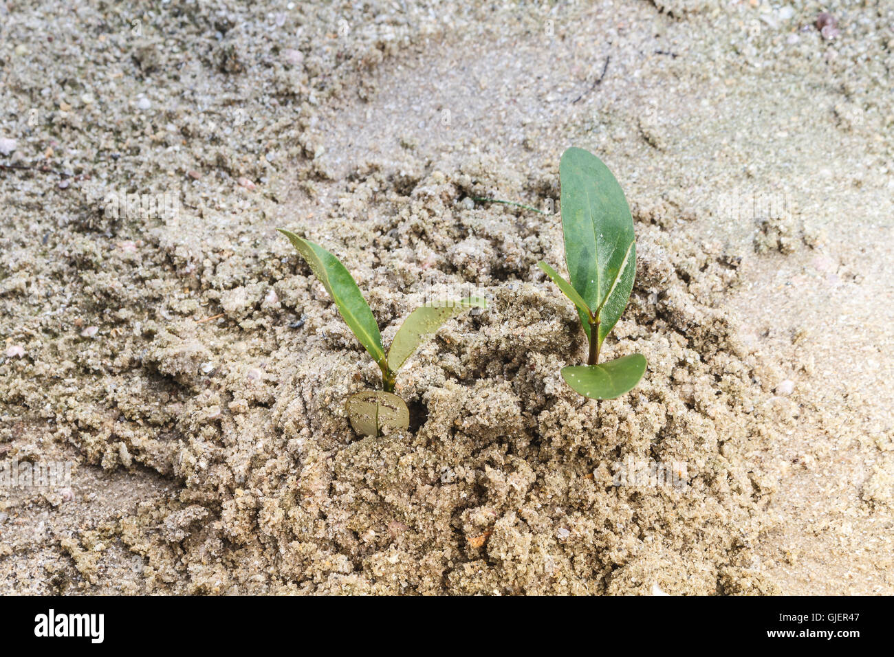 Rhizophora hi-res stock photography and images - Alamy