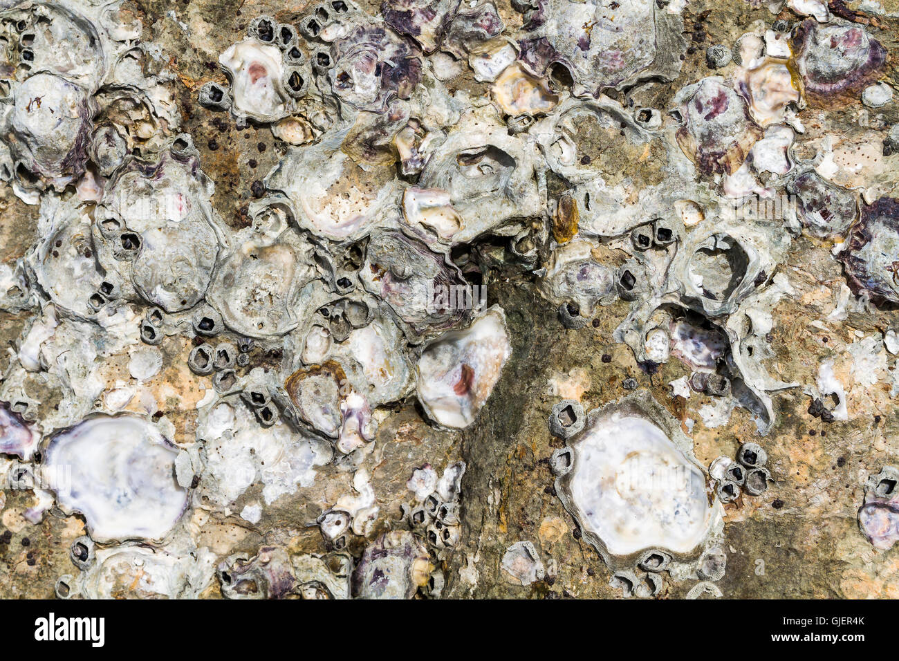 Sea Shells And Barnacles Stock Photo - Alamy