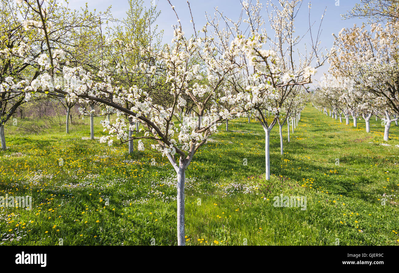 Blossoming plum garden in spring Stock Photo - Alamy