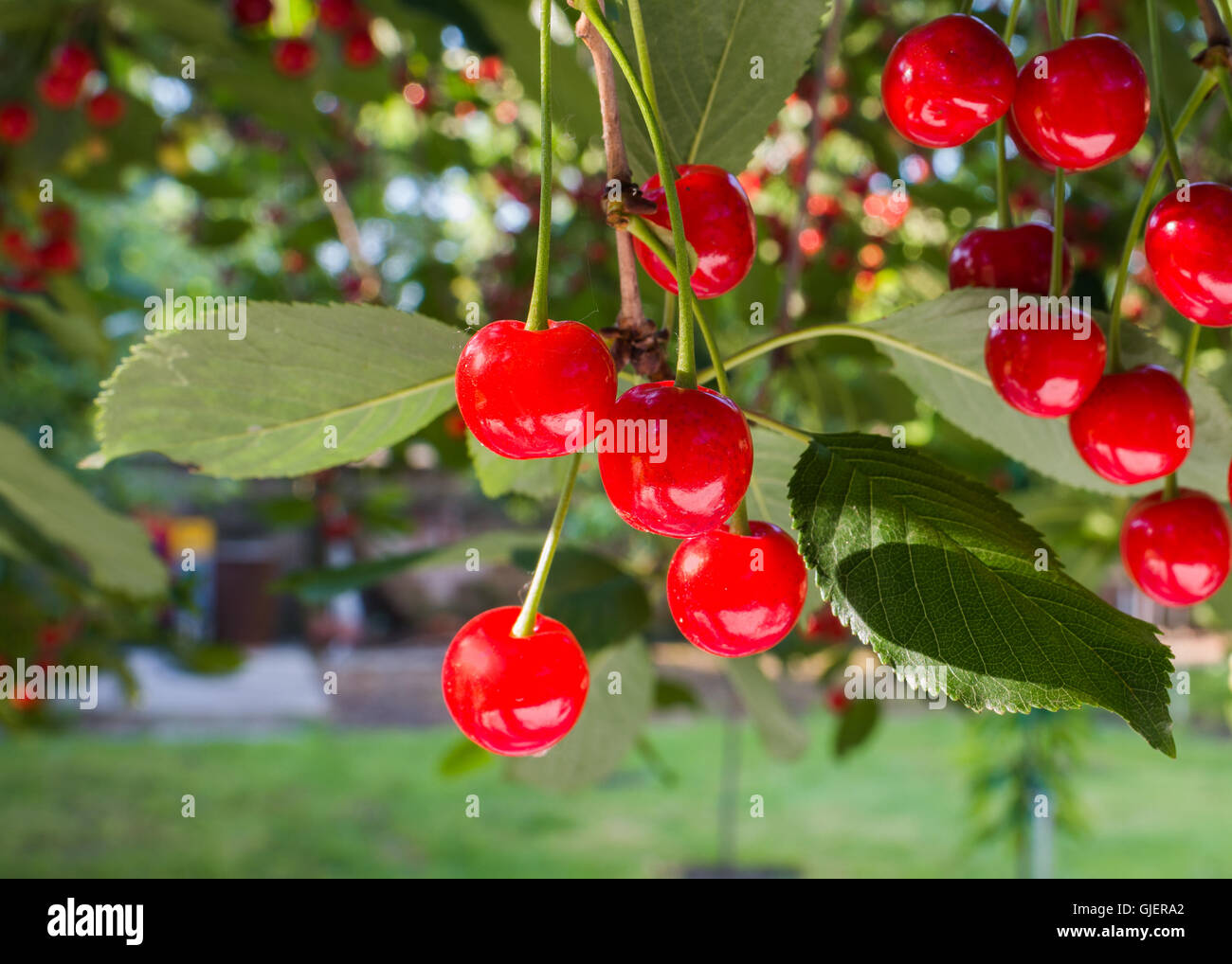 Red cherries on the branch Stock Photo - Alamy