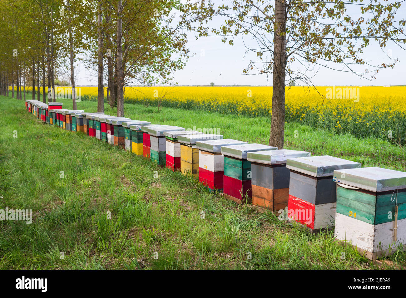 Bee hives in farm field hi-res stock photography and images - Alamy