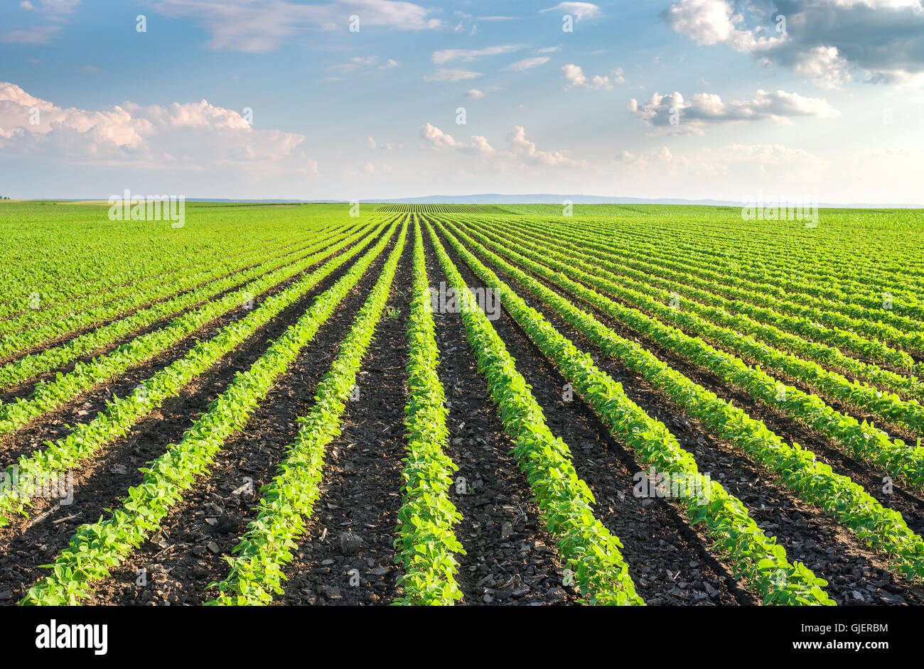Soybean Field Rows in summer Stock Photo - Alamy