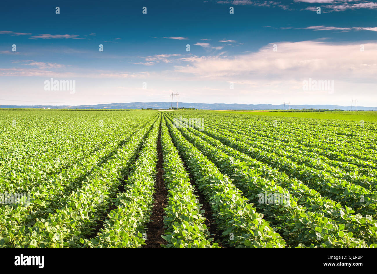 Soybean Field Rows in summer Stock Photo - Alamy