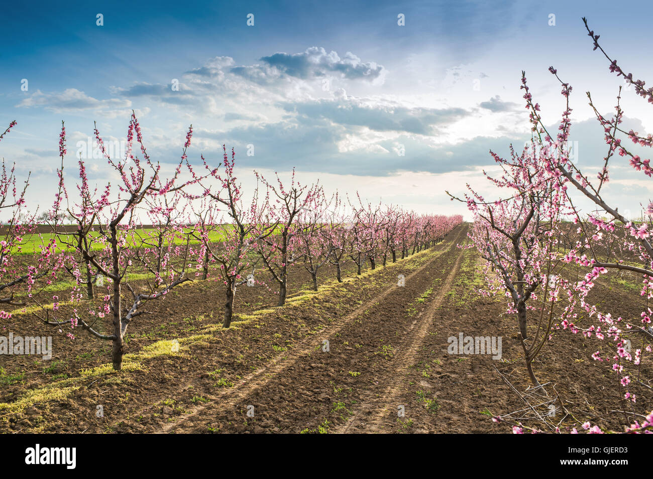 Peach orchard hi-res stock photography and images - Alamy