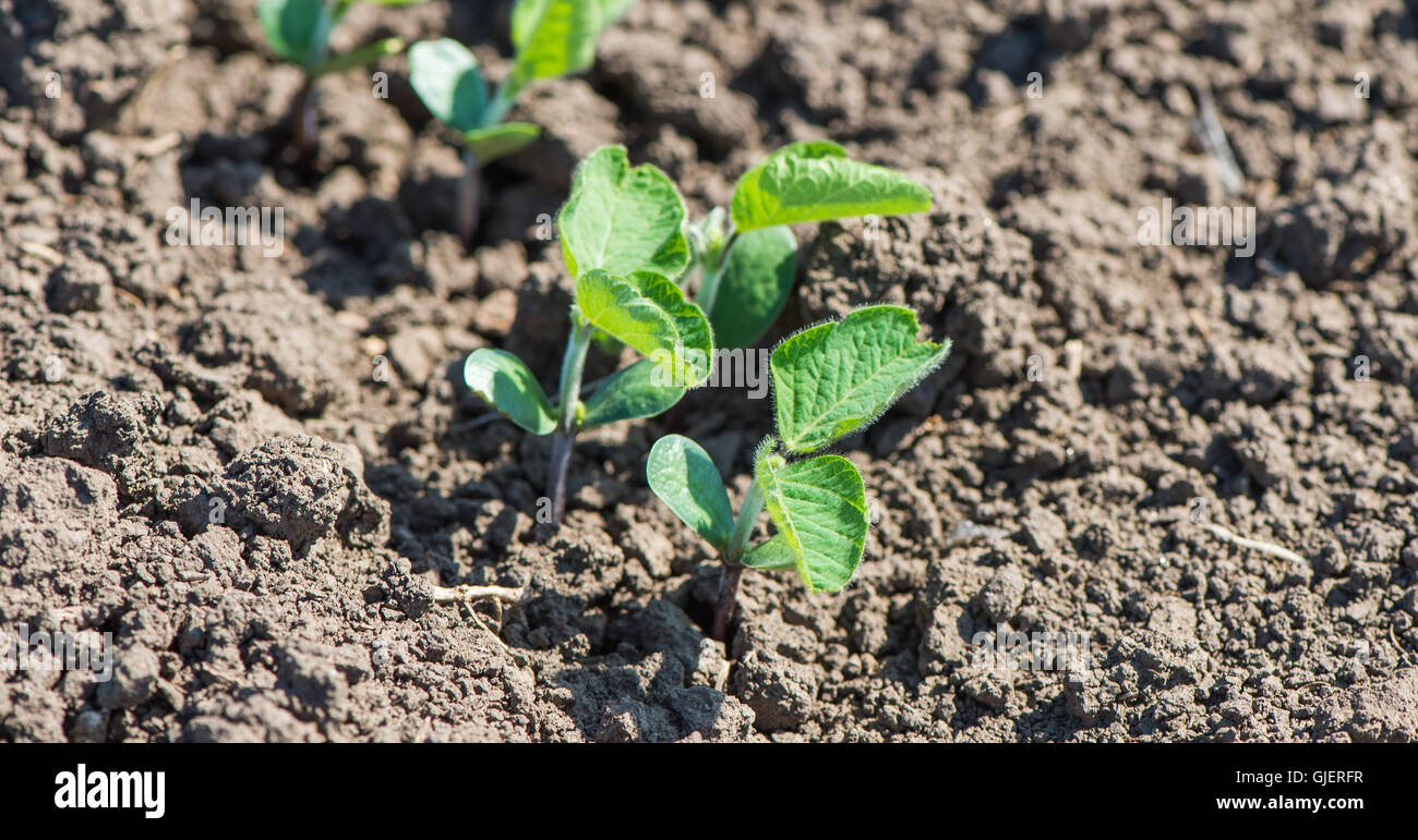 Soybean plant roots hi-res stock photography and images - Alamy