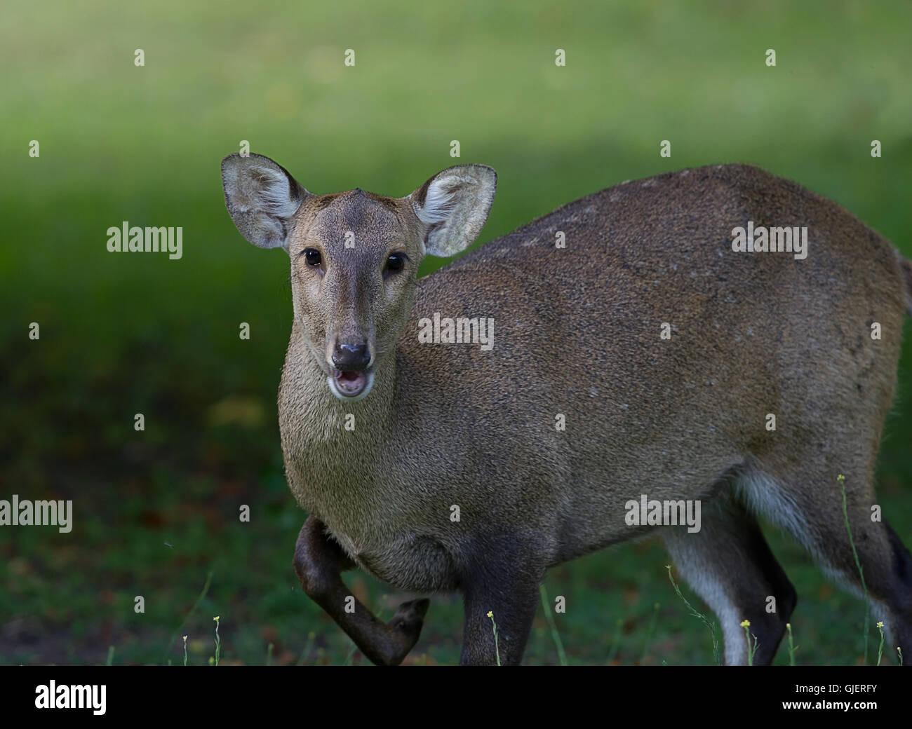 Deer looking at the camera hi-res stock photography and images - Alamy