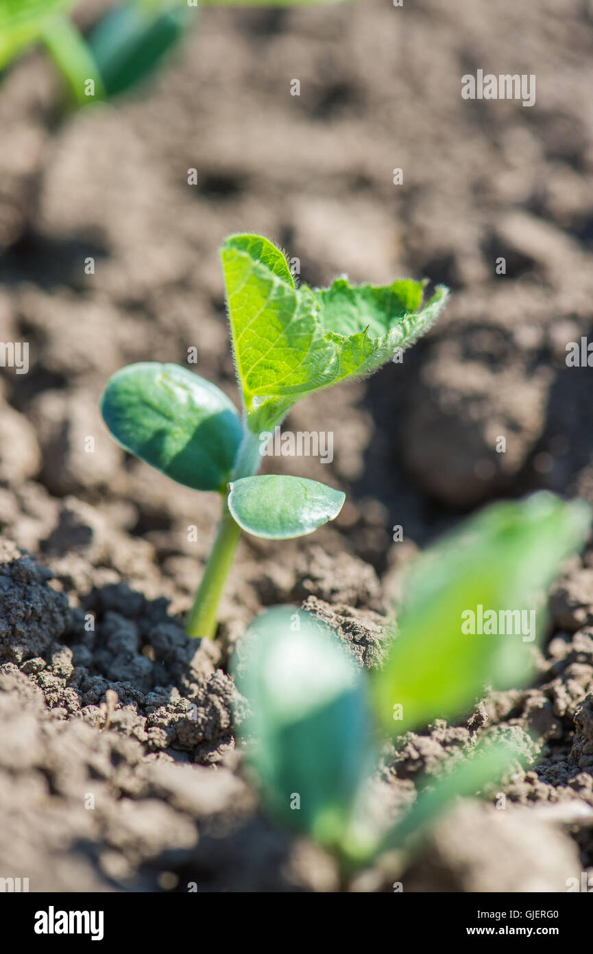 Soybean plant roots hi-res stock photography and images - Alamy