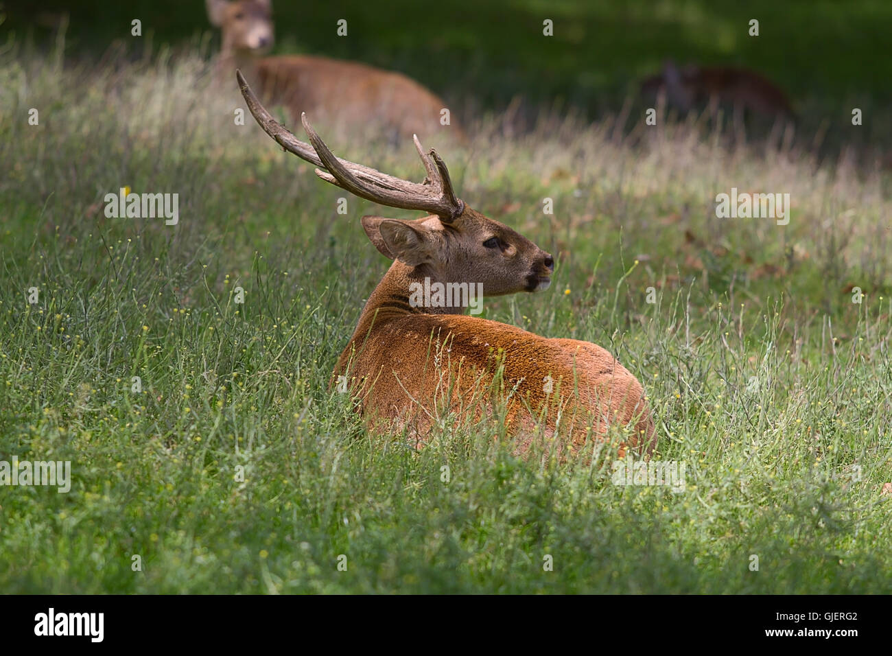 Adult Stag sitting in green grass Stock Photo - Alamy
