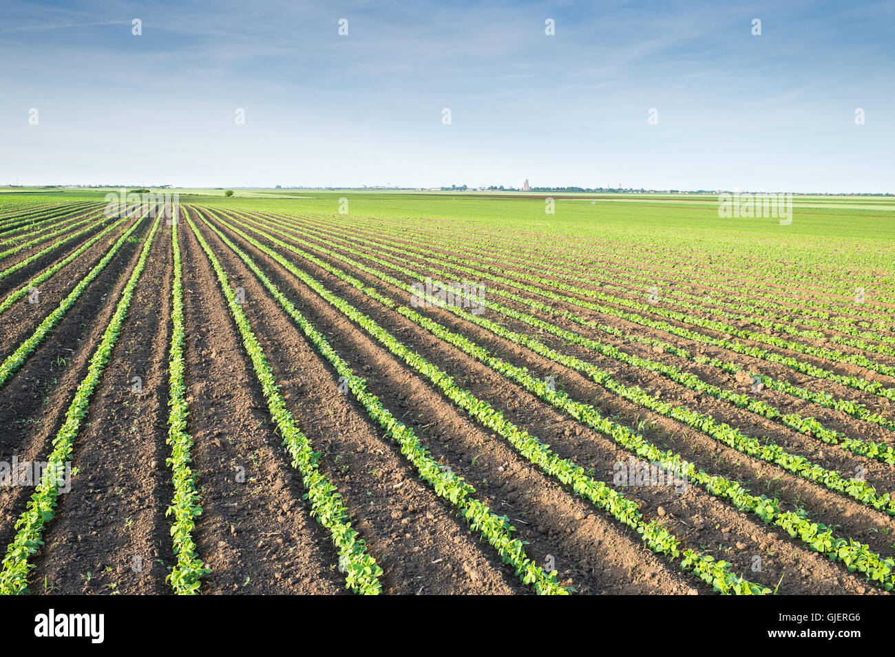 Soybean Field Rows in spring Stock Photo - Alamy