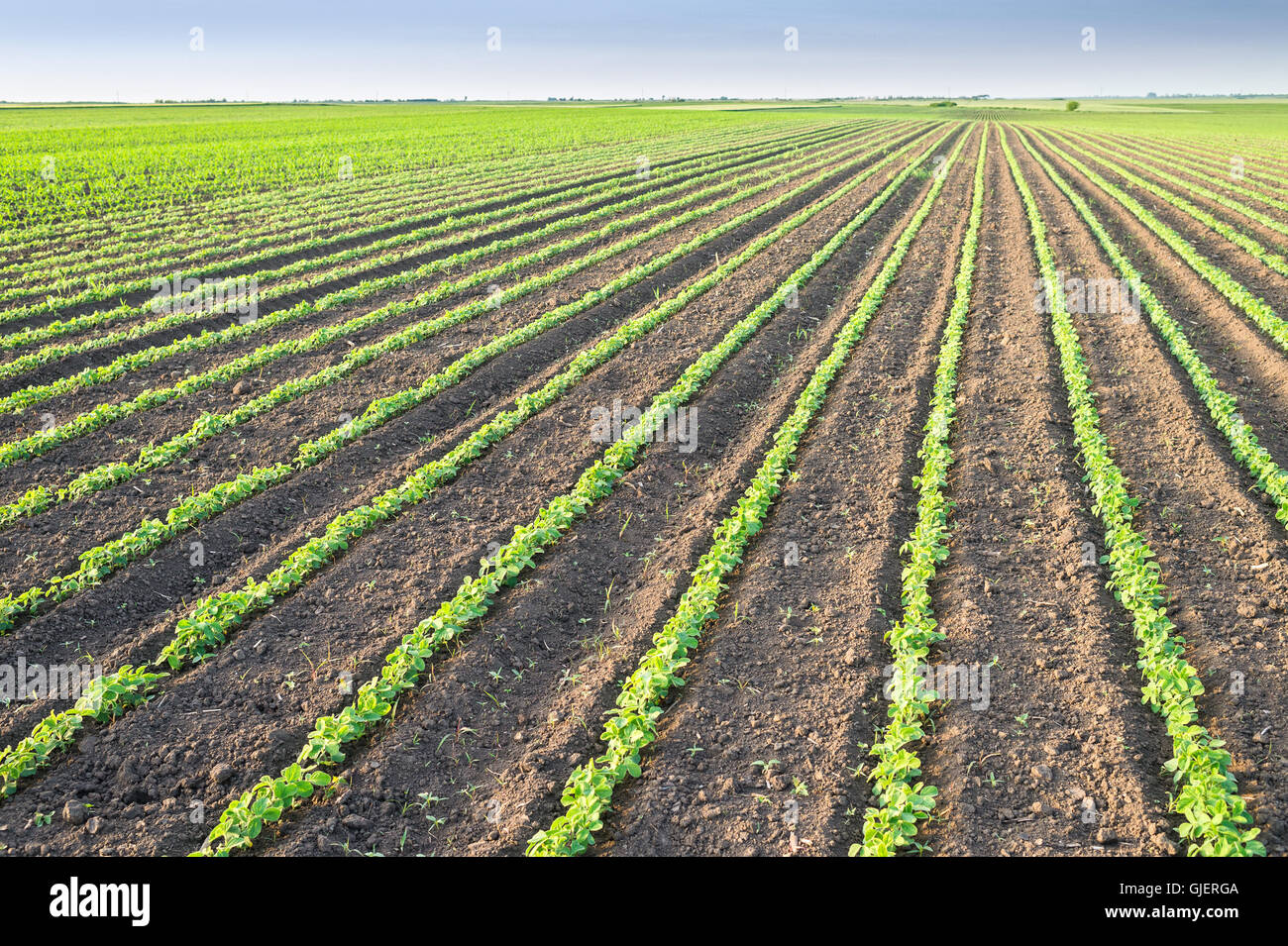 Soybean Field Rows in spring Stock Photo - Alamy