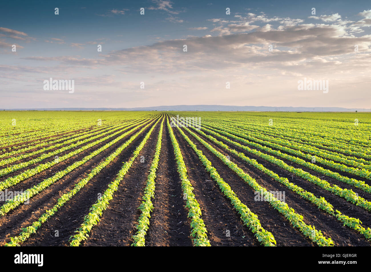 Soybean Field Rows in spring Stock Photo - Alamy