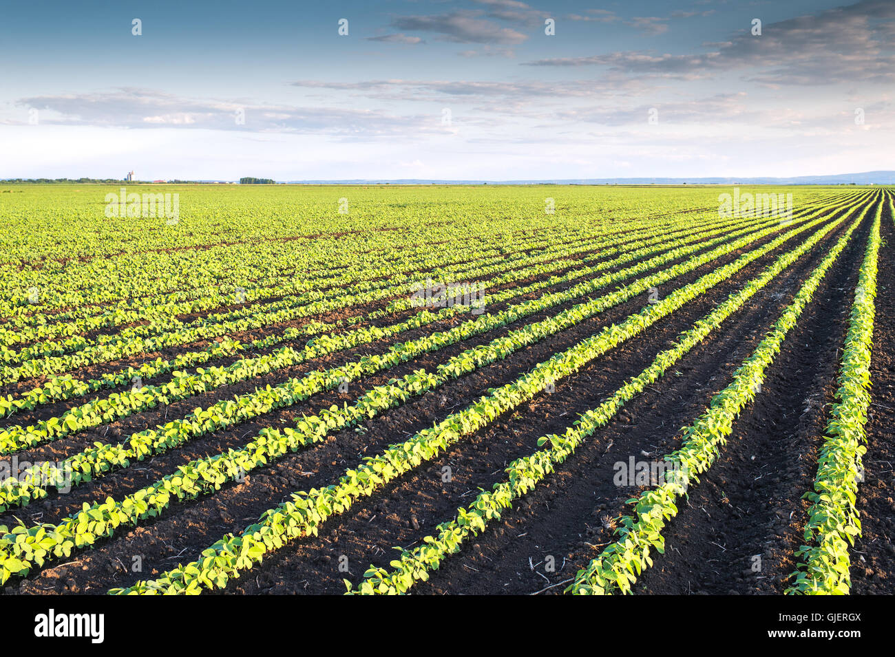 Soybean Field Rows in spring Stock Photo - Alamy