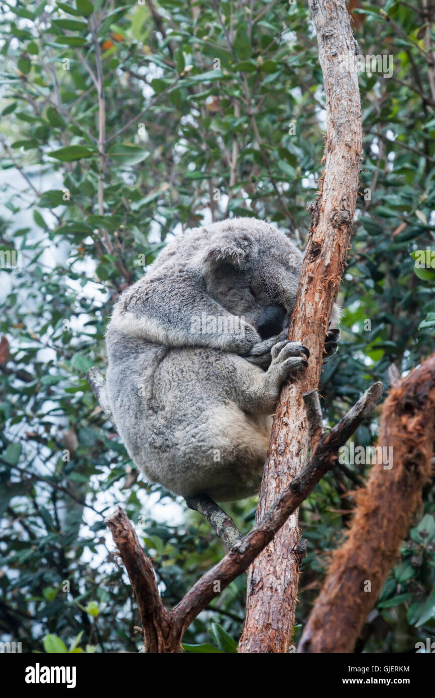 Koala Bears Australian Native animals in the wild Stock Photo - Alamy