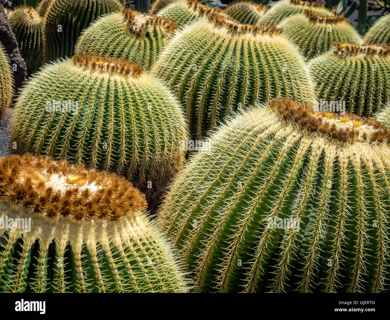 Large round cactuses in the Cactus Garden designed by Cesar Manrique ...