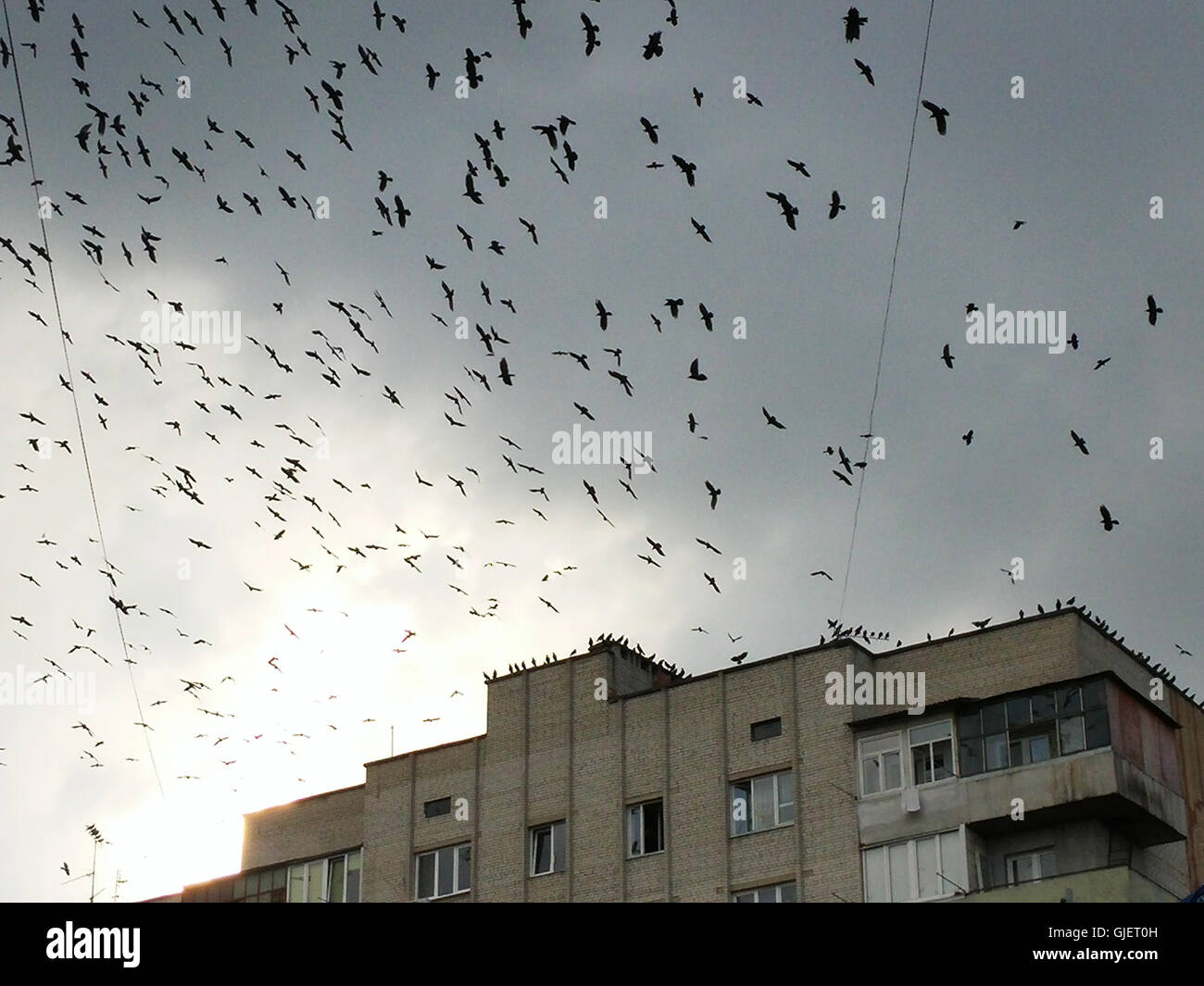 Ukraine bird hi-res stock photography and images - Alamy